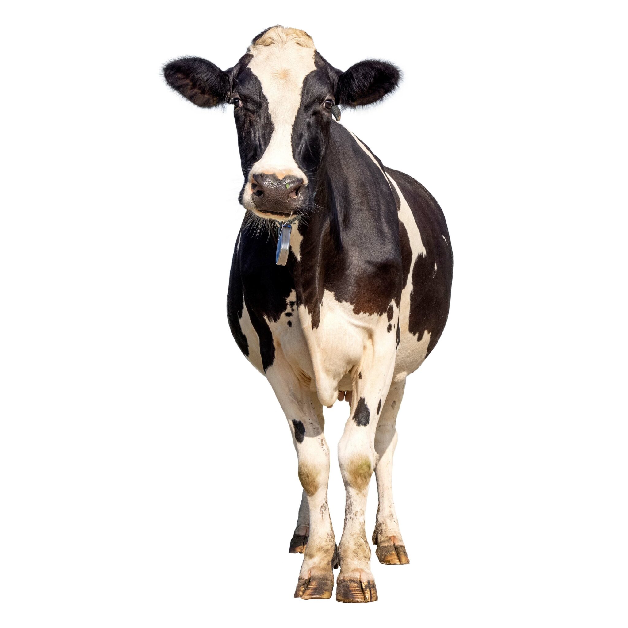 Cattle DNA Tests - VHLGenetics