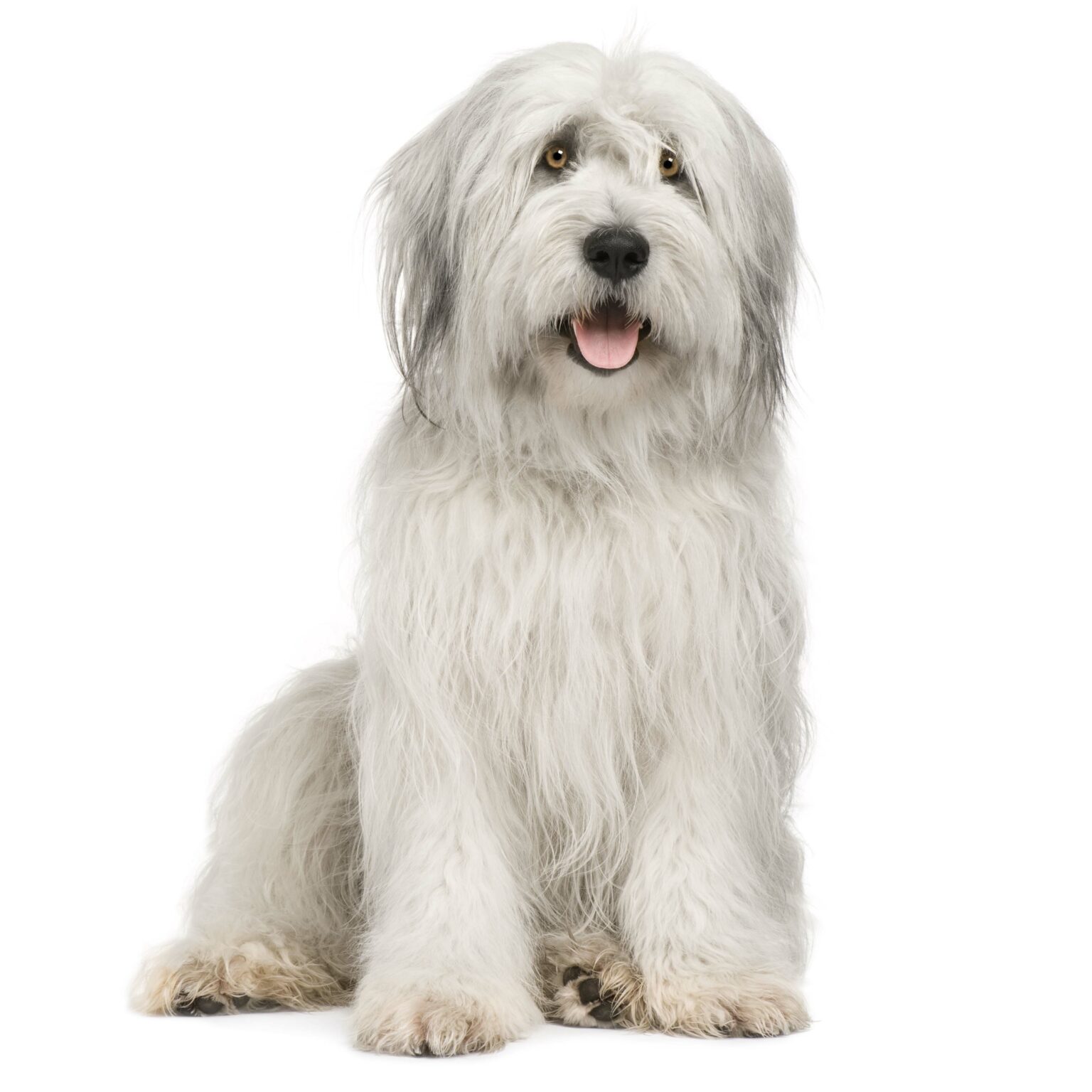 Dog DNA Tests - VHLGenetics
