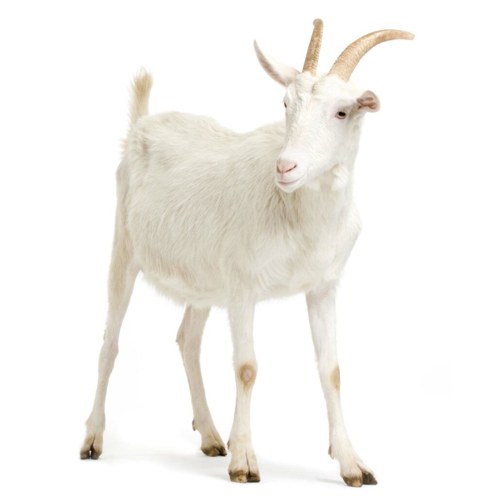 Goat DNA Tests - VHLGenetics