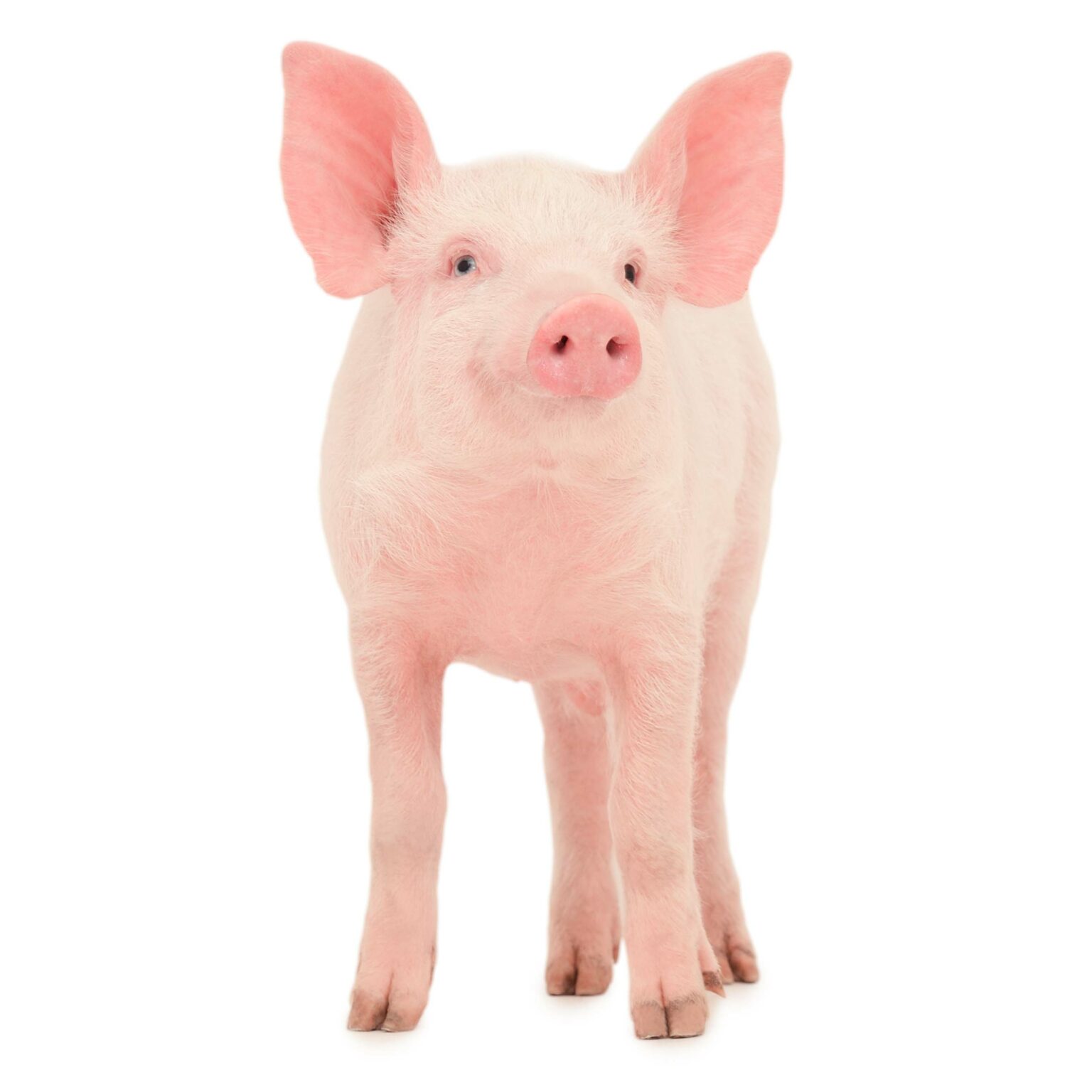 Pig DNA Tests - VHLGenetics