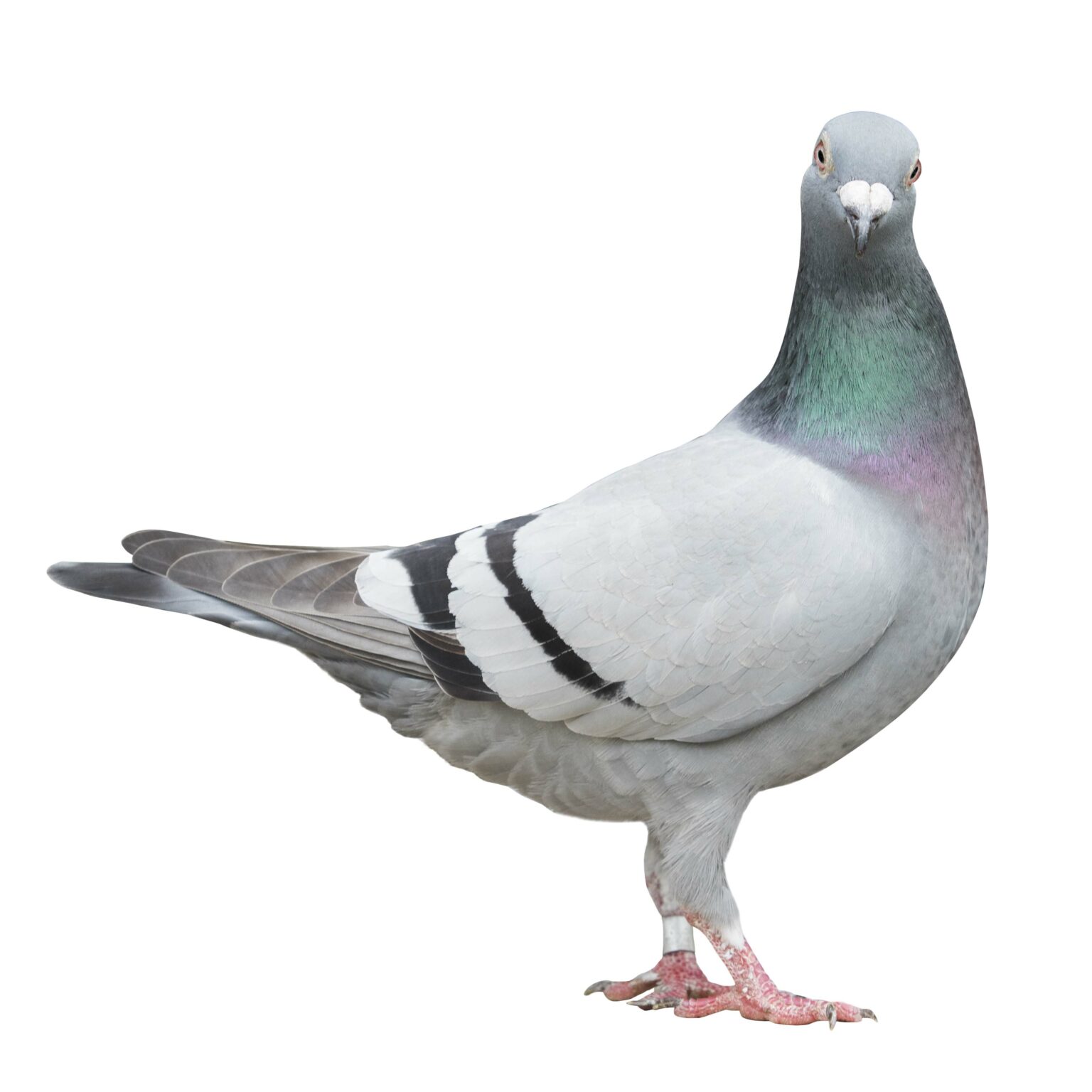 Pigeon DNA Tests - VHLGenetics