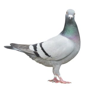 Pigeon DNA Tests - VHLGenetics